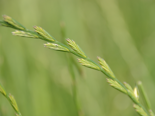 DSV | Grass seed