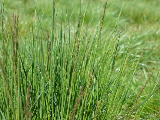 DSV | Grass seed