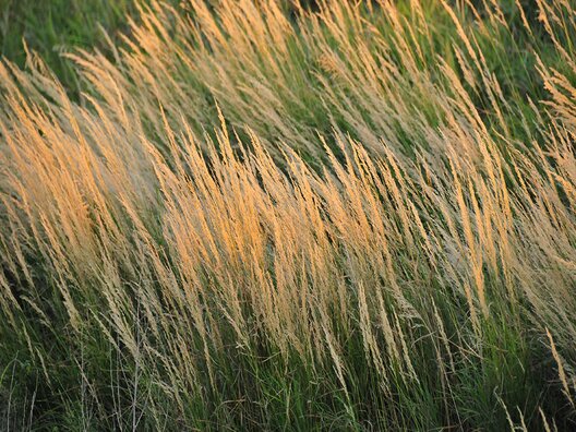 DSV | dsv-northstar.com